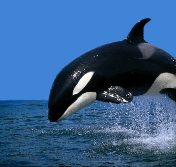 Beautiful Orca Breaching - Killer Whale Facts and Information